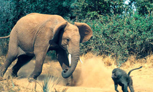 Broadliner treiben Spezial-Distributoren in die Enge - connect-professional